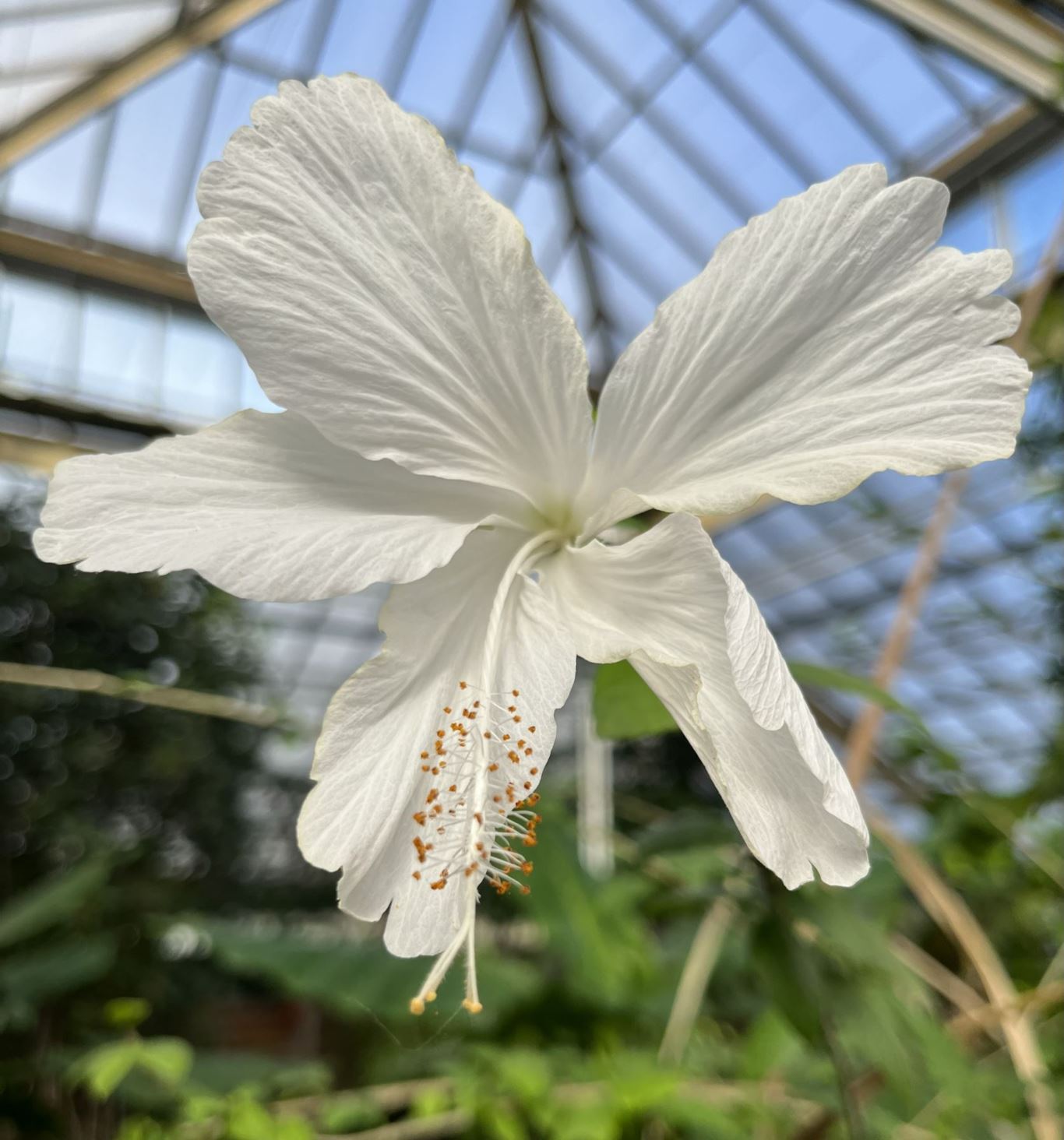 Hibiscus rosa-sinensis 'Alba' - Chinese roos | Hortus Botanicus Leiden ...