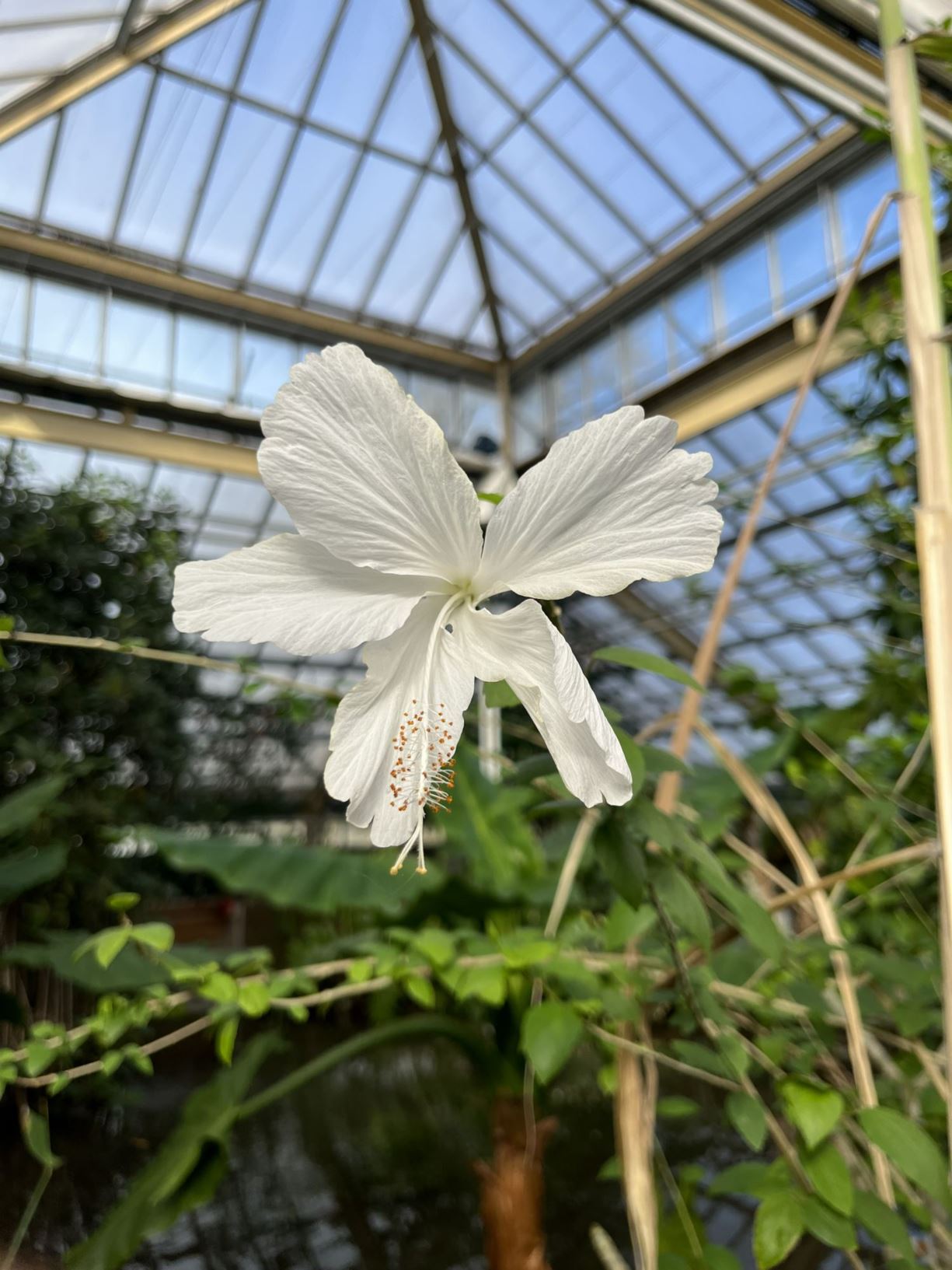 Hibiscus rosa-sinensis 'Alba' - Chinese roos | Hortus Botanicus Leiden ...