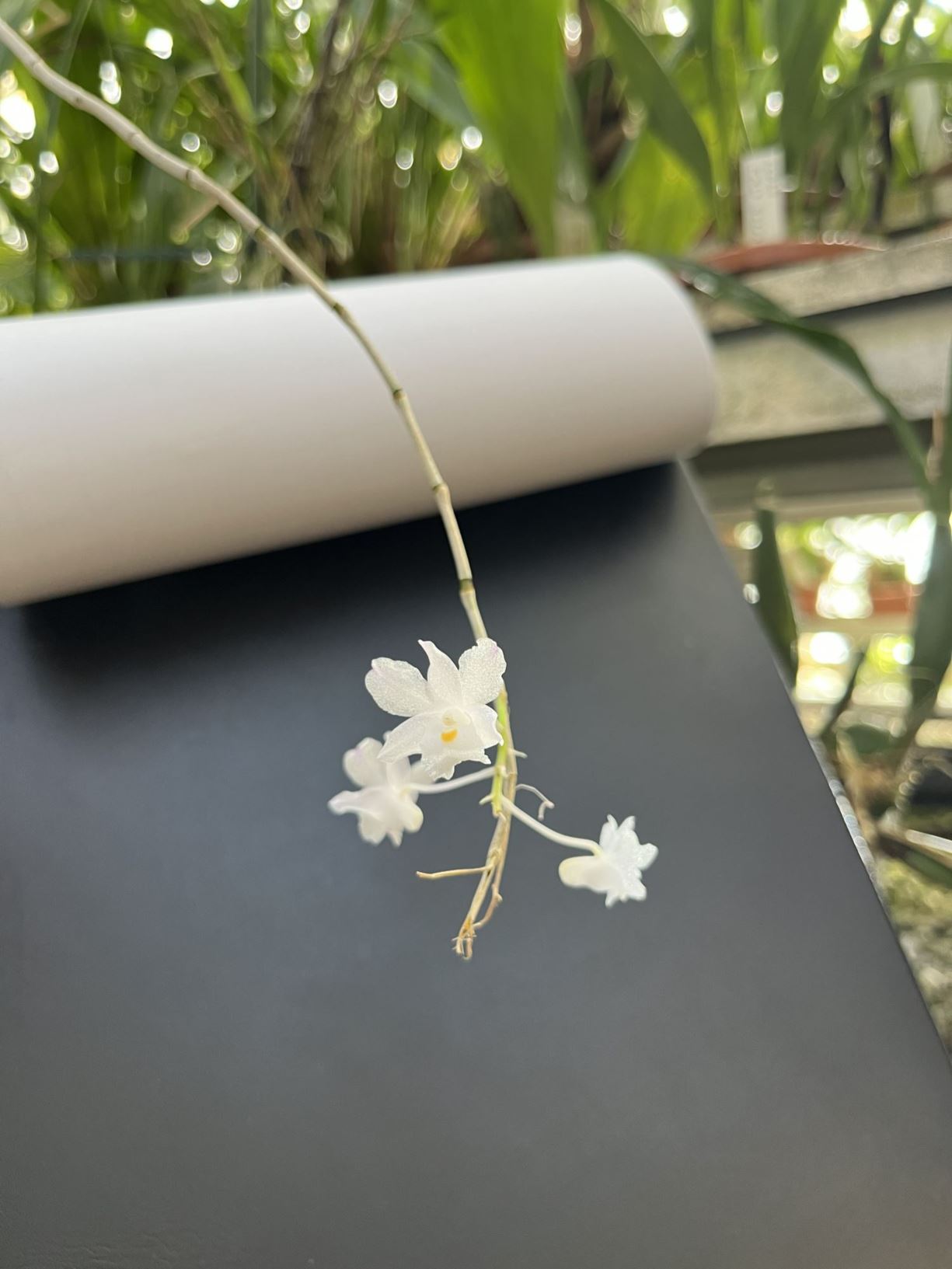 Dendrobium mutabile | Hortus Botanicus Leiden, Netherlands