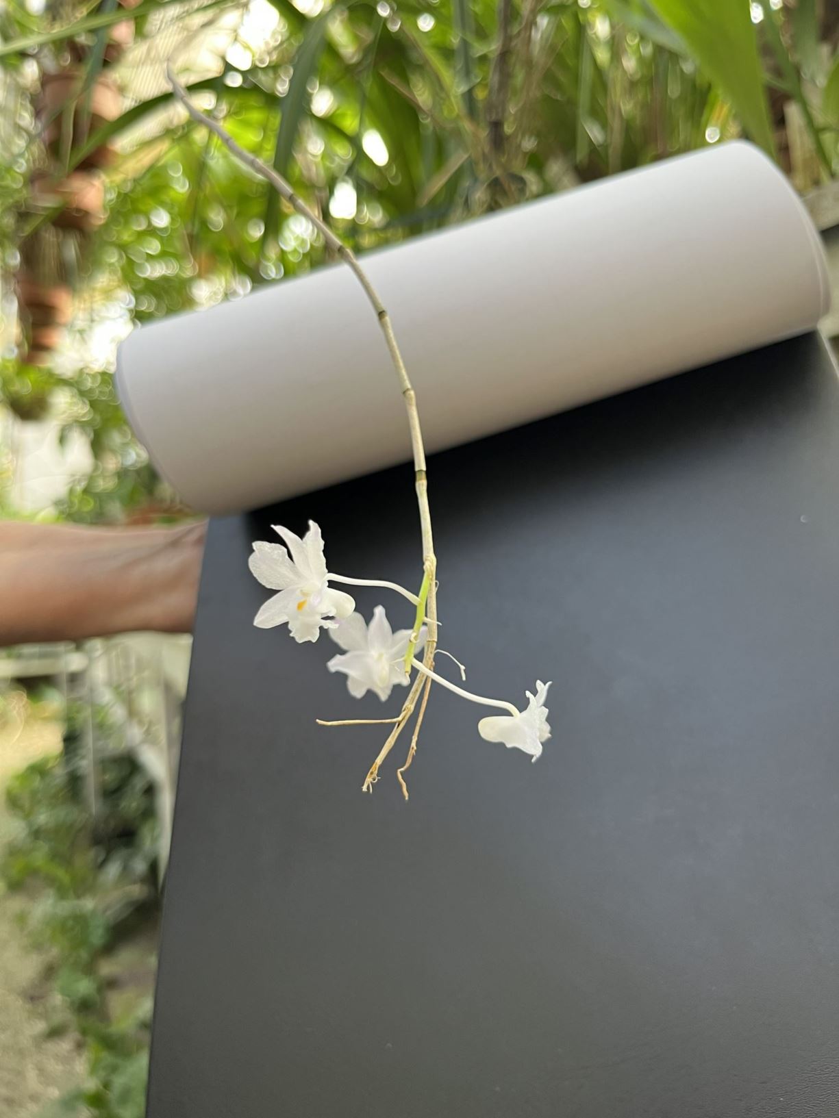 Dendrobium mutabile | Hortus Botanicus Leiden, Netherlands