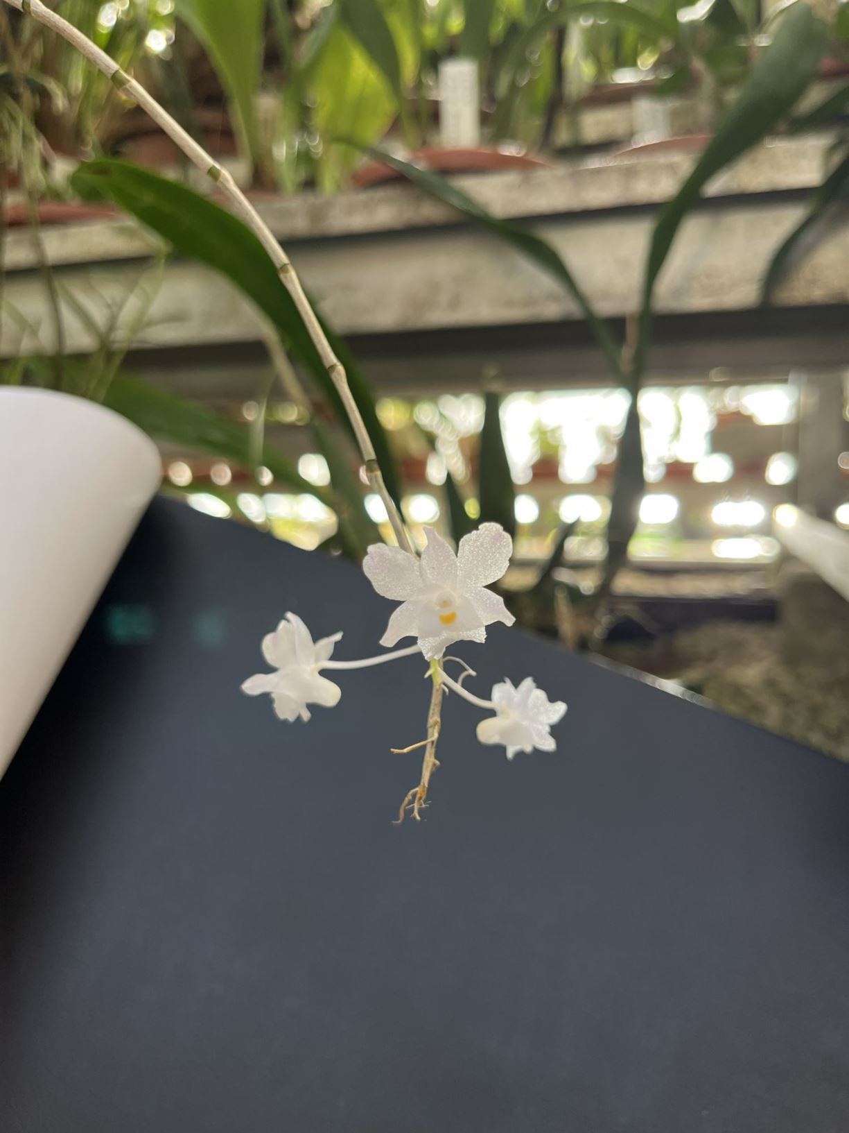 Dendrobium mutabile | Hortus Botanicus Leiden, Netherlands