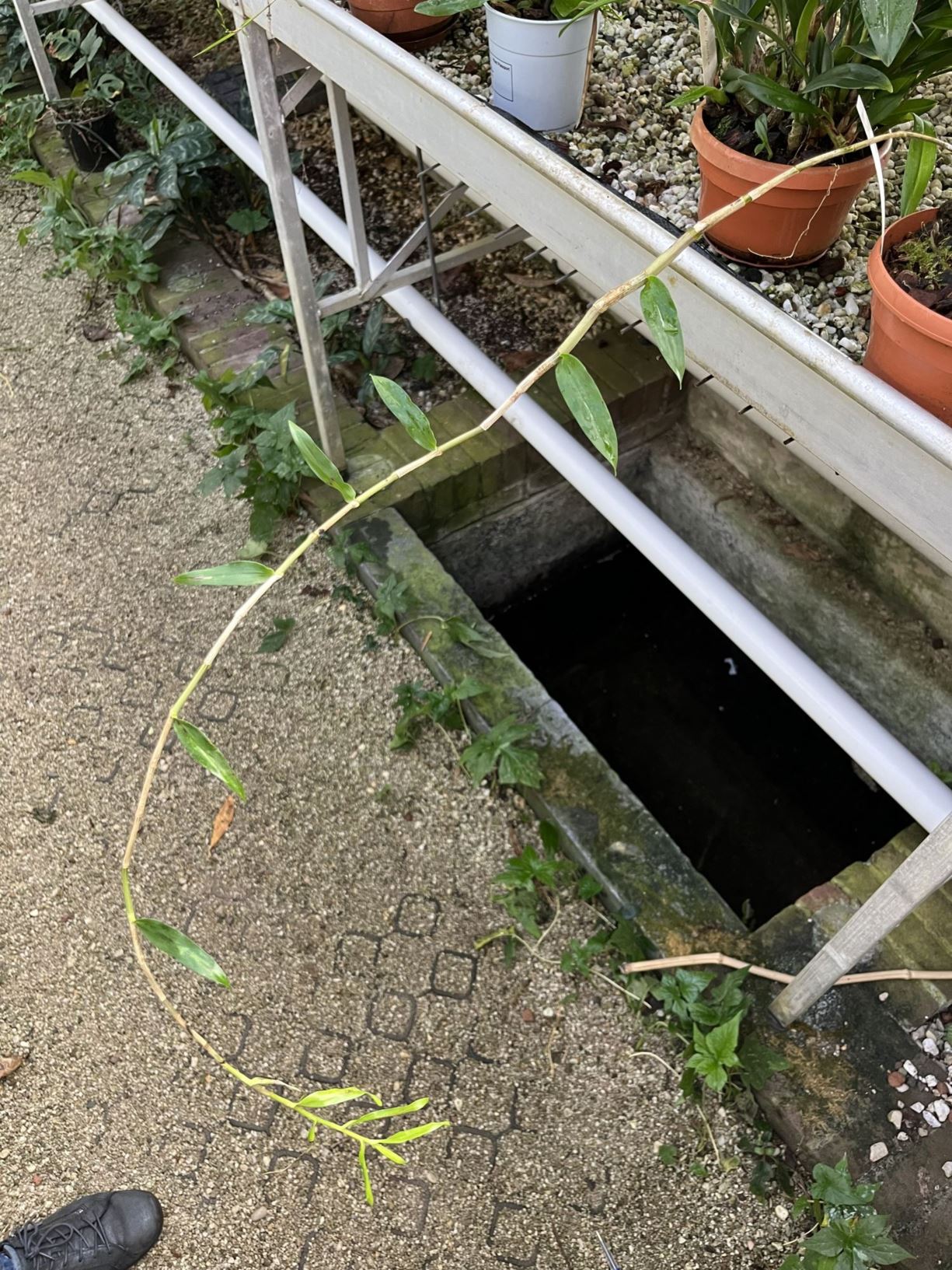 Dendrobium mutabile | Hortus Botanicus Leiden, Netherlands