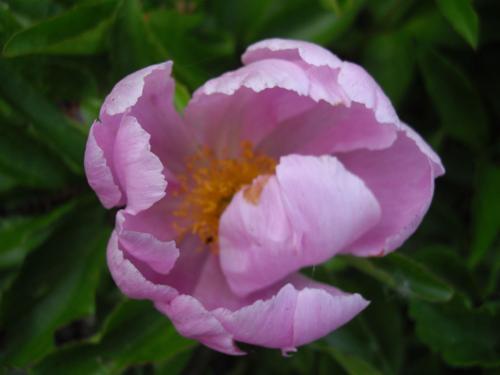 Paeonia lactiflora - Chinese pioenroos, Peony, 芍药 shao yao | Hortus ...