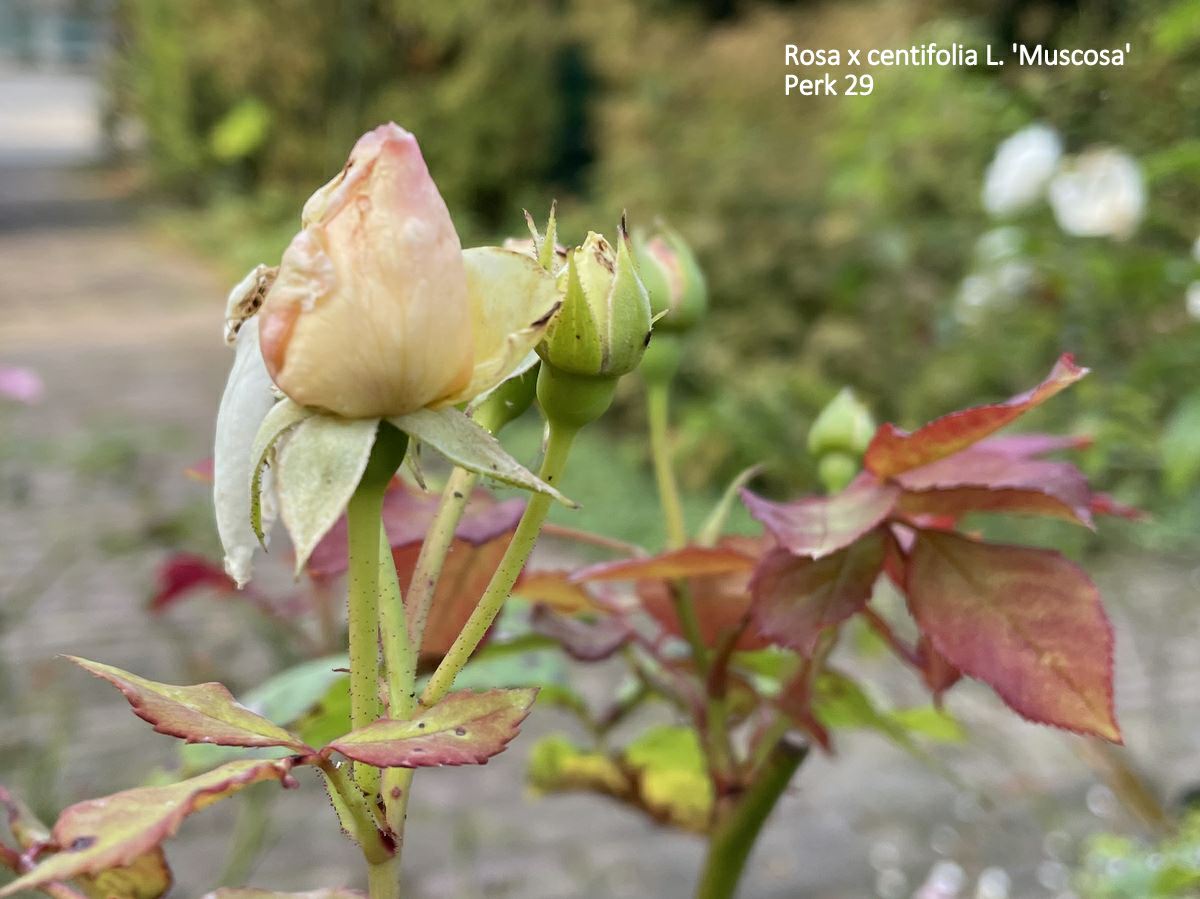 Rosa 'Grüss an Aachen' | Hortus Botanicus Leiden, Netherlands