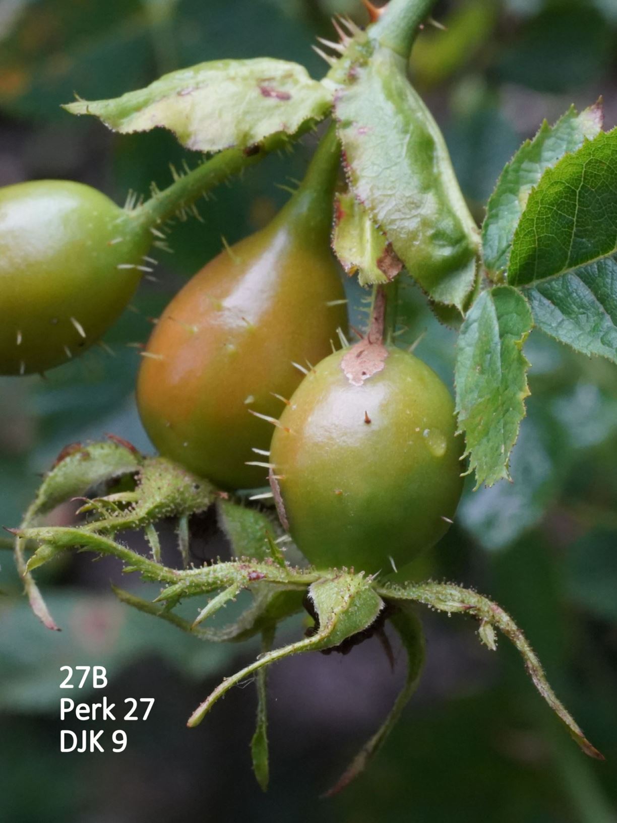 Rosa rubiginosa - Egelantier, Sweet Briar, Eglantine Rose | Hortus ...