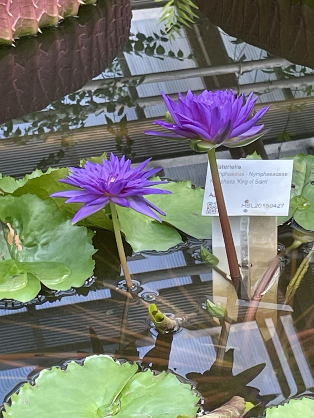 Nymphaea 'King of Siam' - Waterlelie | Hortus Botanicus Leiden, Netherlands