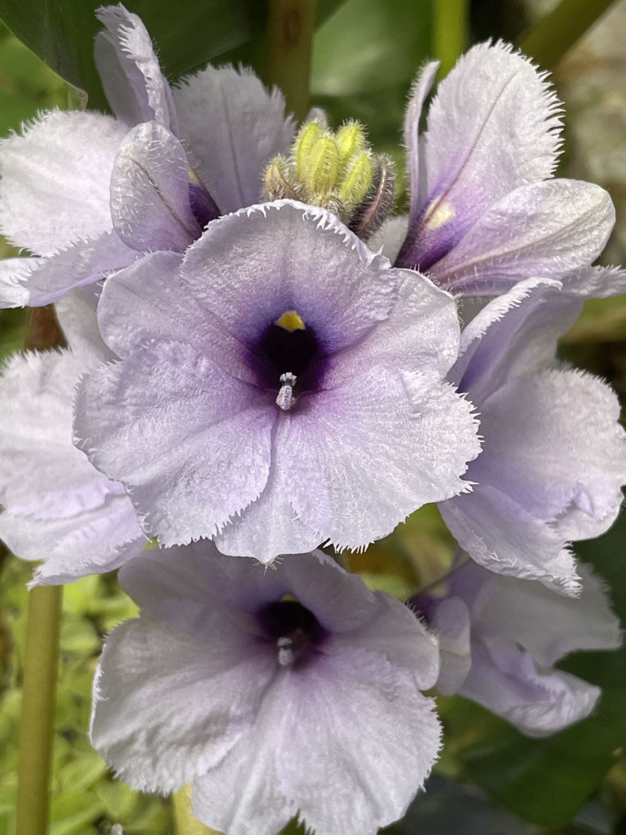 Pontederia azurea | Hortus Botanicus Leiden, Netherlands