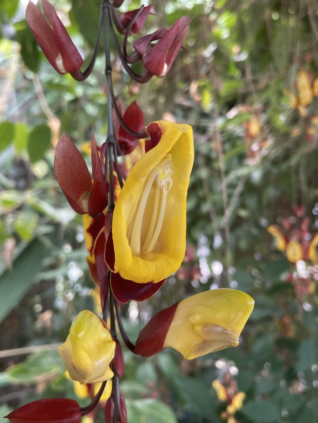 Thunbergia mysorensis - Mysore-winde, Mysore clock vine, Mysore ...
