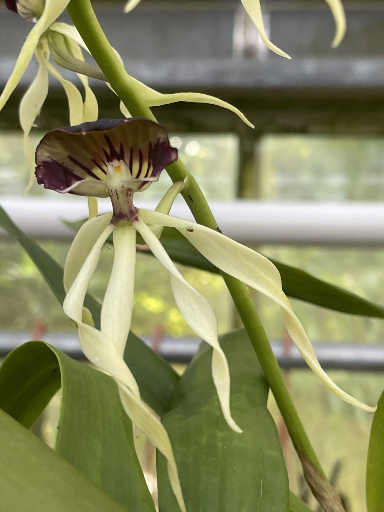 Prosthechea cochleata | Hortus Botanicus Leiden, Netherlands