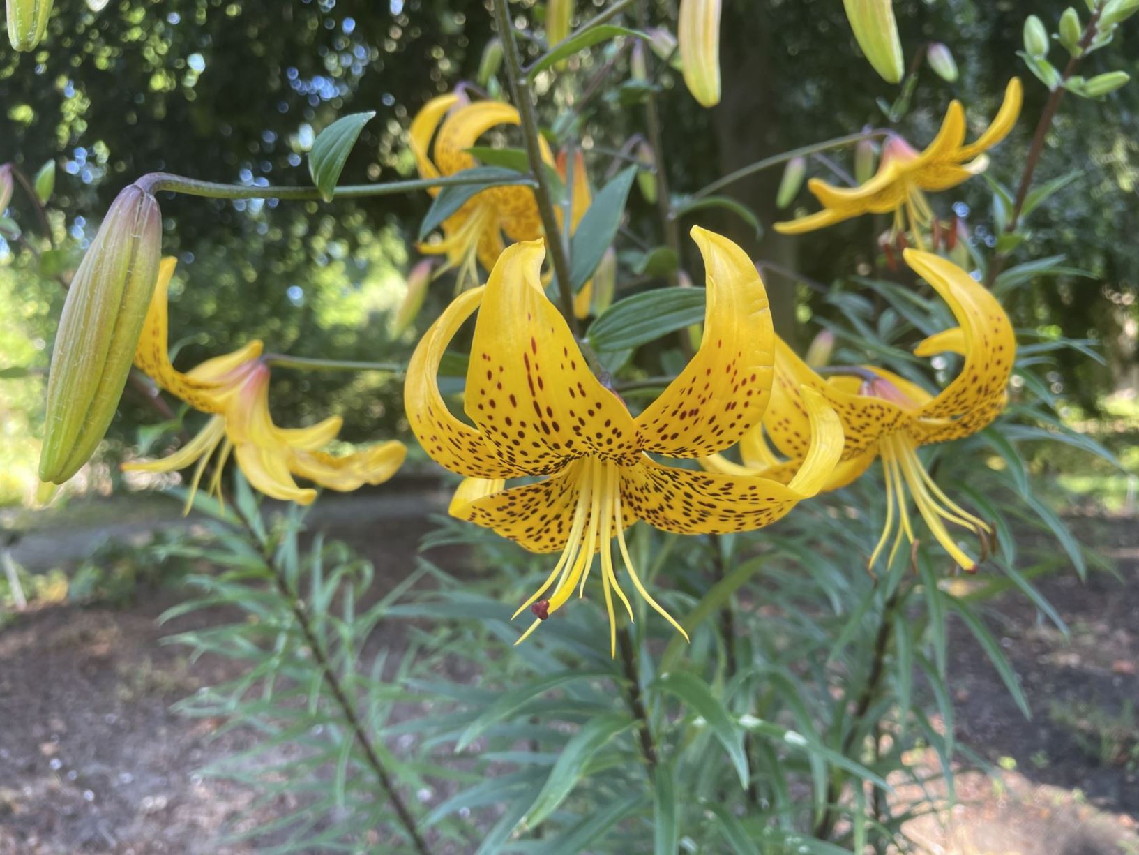 Lilium leichtlinii - Leichtlin's lily, Lesser tiger lily | Hortus ...