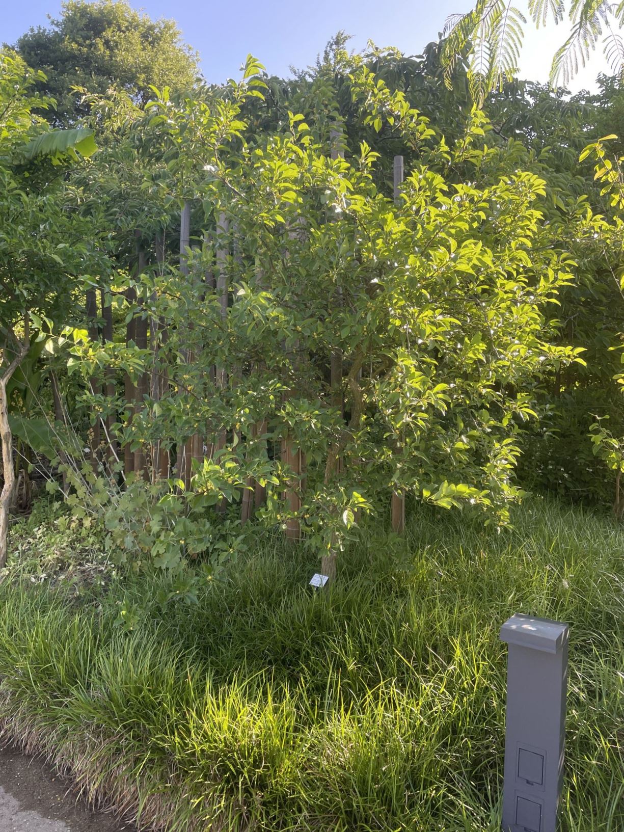 Maclura tricuspidata - Chinese Moerbei, Cudrang, kujibbong ...