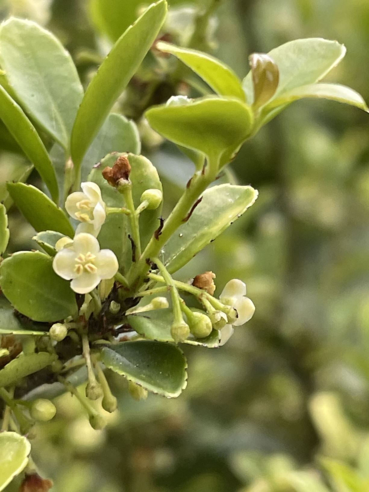Ilex crenata - Box-leaved holly, Japanese holly, Inu-tsuge, 齿叶冬青 chi ye ...