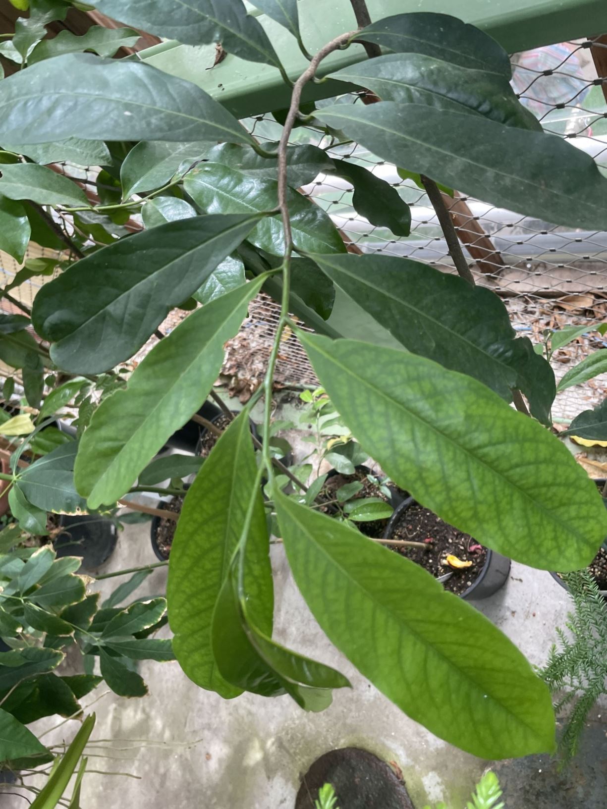 Goniothalamus amuyon | Hortus Botanicus Leiden, Netherlands