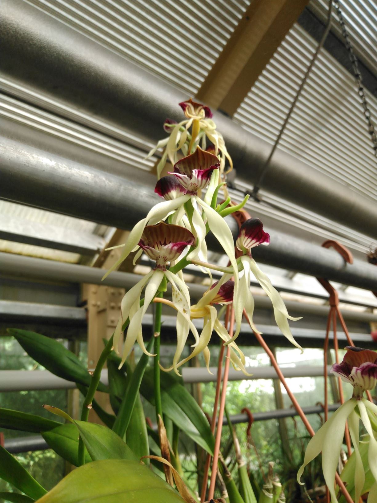 Prosthechea cochleata | Hortus Botanicus Leiden, Netherlands