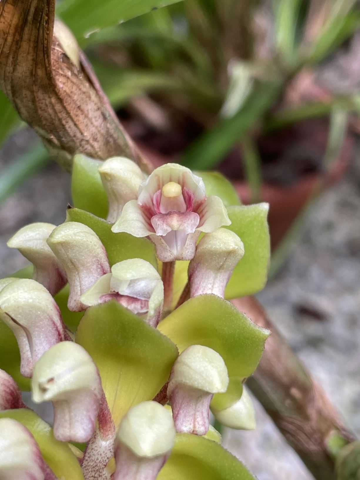 Browse E | Hortus Botanicus Leiden, Netherlands