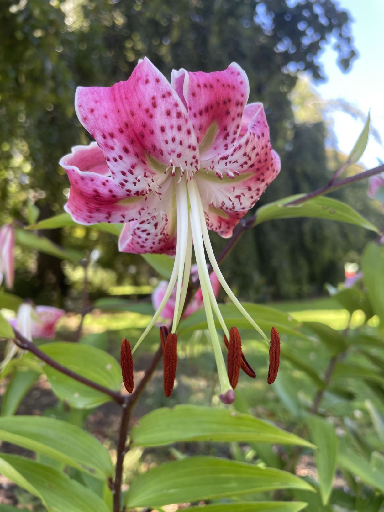 Lilium speciosum var. rubrum 'Uchida' | Hortus Botanicus Leiden ...