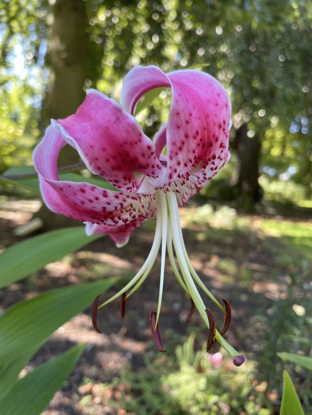 Lilium speciosum var. rubrum 'Uchida' | Hortus Botanicus Leiden ...