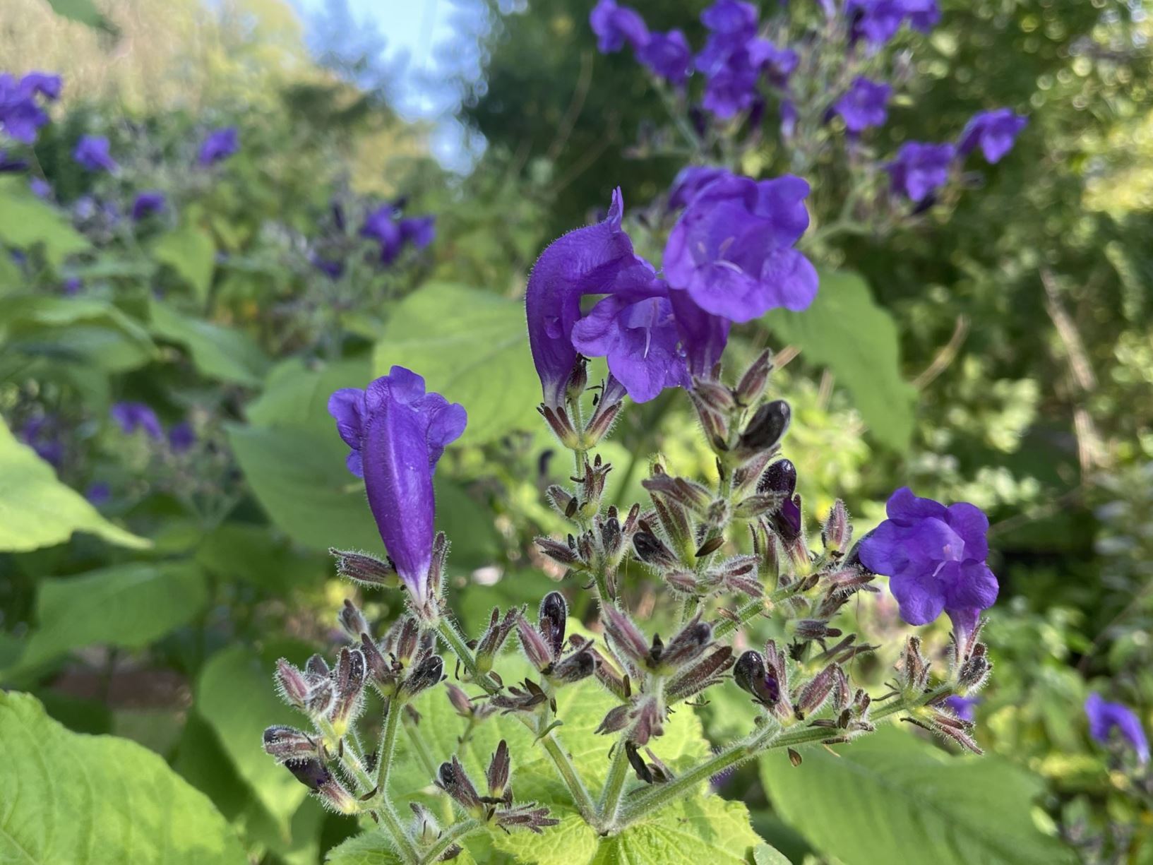 Strobilanthes atropurpurea - Mexicaanse petunia | Hortus Botanicus ...
