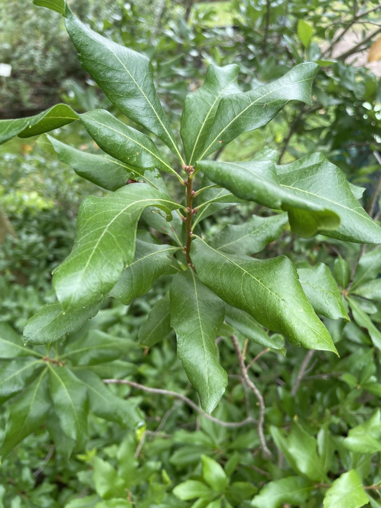 Myrica gale - Wilde gagel, Sweet gale, Bog myrtle, Meadow fern, ヤチヤナギ ...