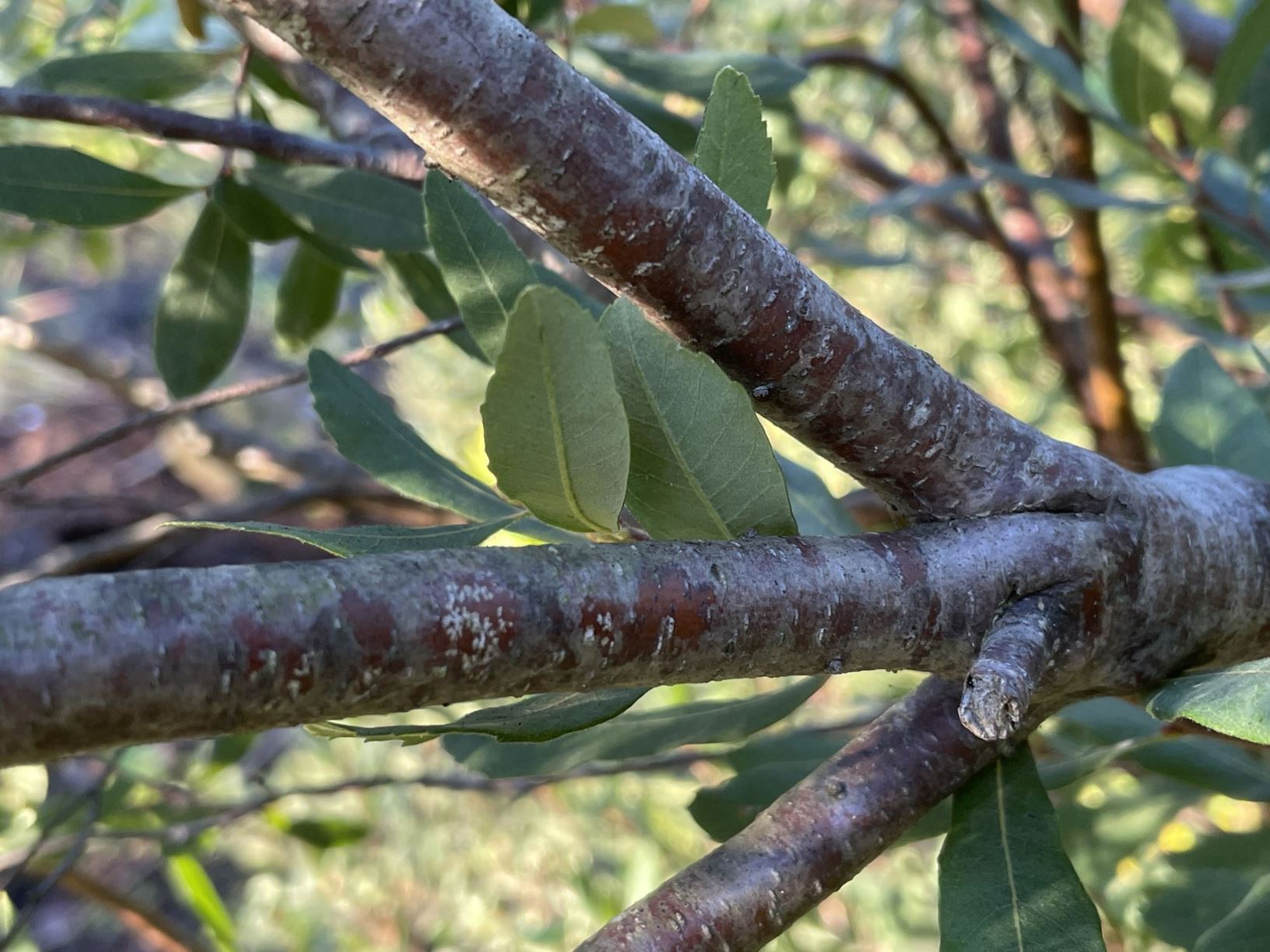 Myrica gale - Wilde gagel, Sweet gale, Bog myrtle, Meadow fern, ヤチヤナギ ...