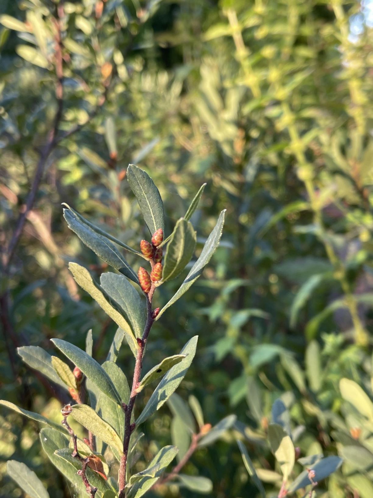 Myrica gale - Wilde gagel, Sweet gale, Bog myrtle, Meadow fern, ヤチヤナギ ...