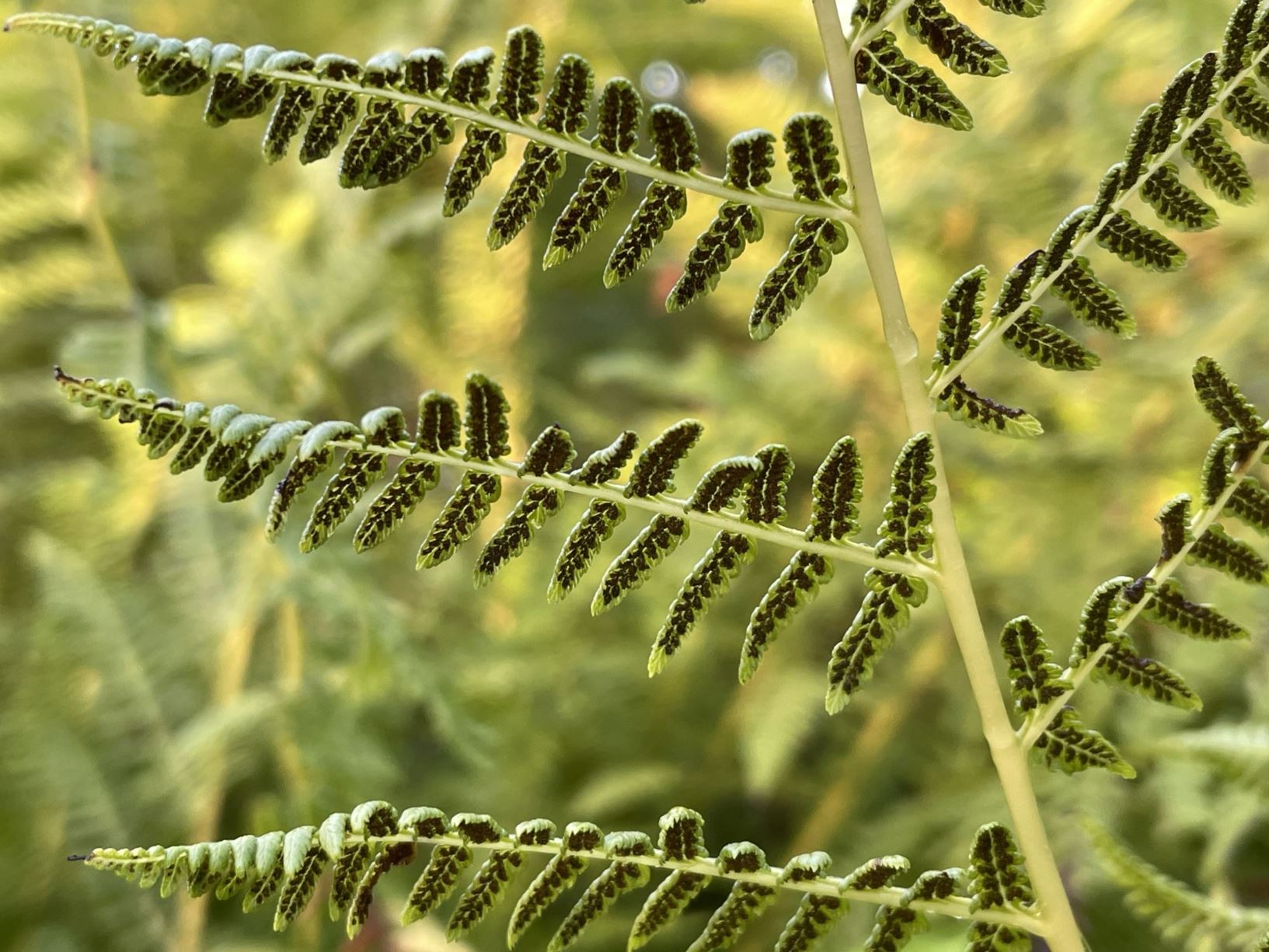 Athyrium cyclosorum | Hortus Botanicus Leiden, Netherlands