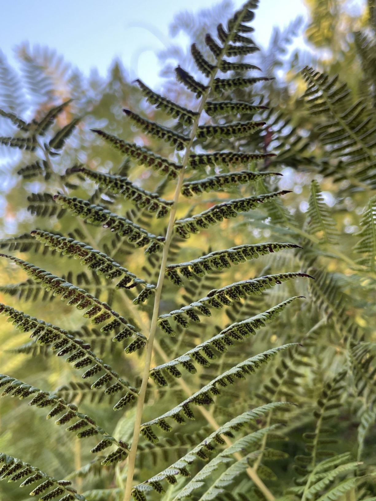 Athyrium cyclosorum | Hortus Botanicus Leiden, Netherlands
