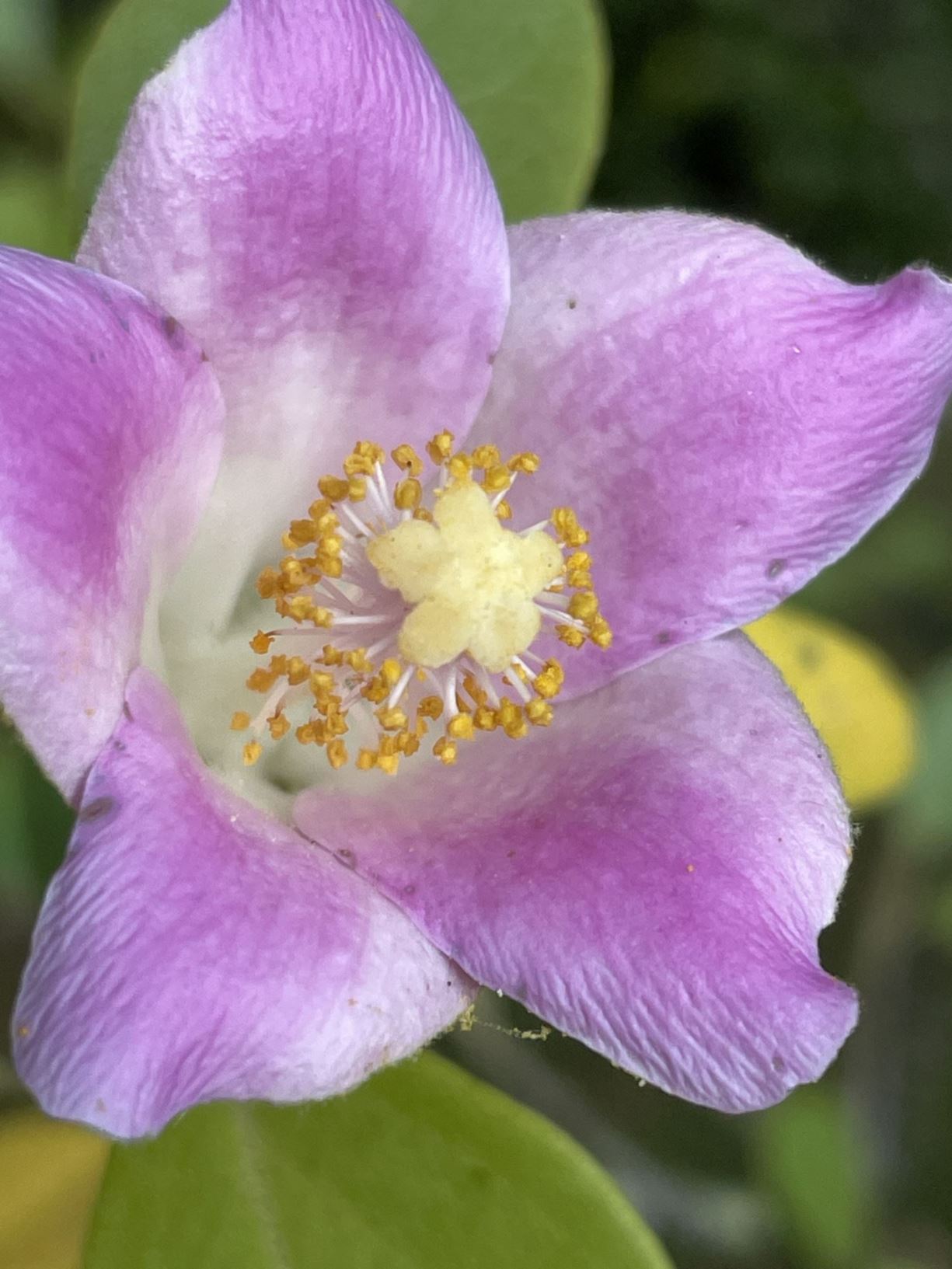 Lagunaria patersonia - Australische hibiscus, Norfolk Island hibiscus ...