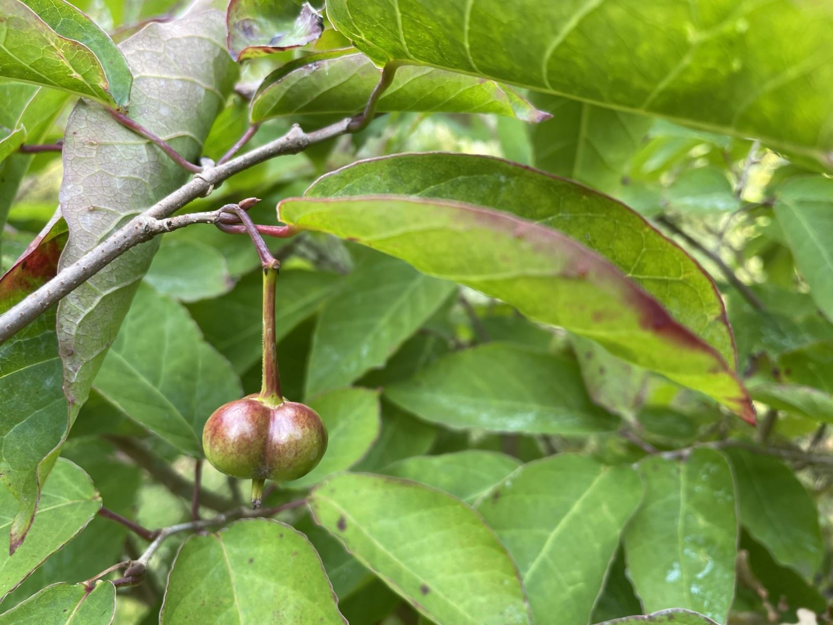 Neoshirakia japonica - Japanese tallow tree, シラキ shiraki, 白木乌桕 bai mu ...