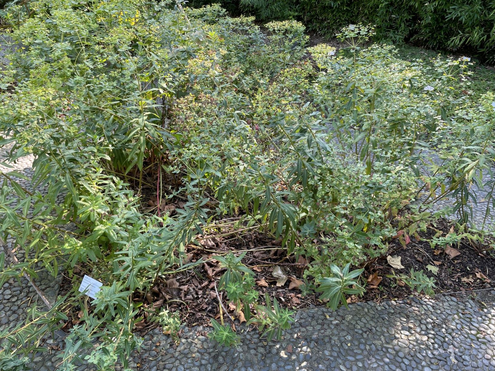 Euphorbia pekinensis - Peking spurge, 大戟 da ji | Hortus Botanicus ...