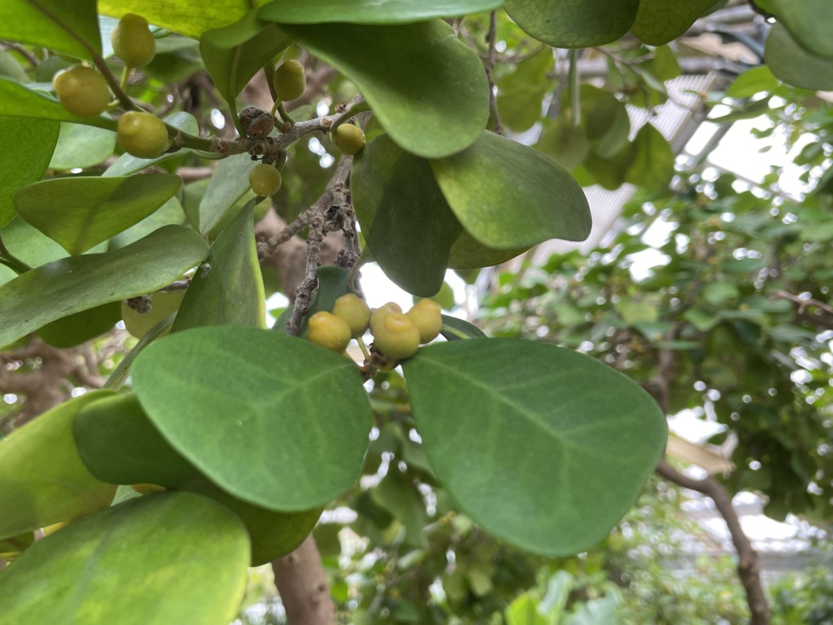 Ficus natalensis subsp. leprieurii - Sweetheart Tree, Natal Fig ...