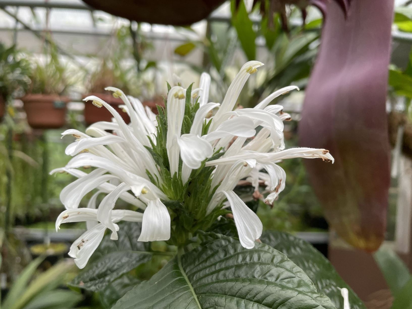 Justicia carnea - Pink Jacobinia, Justicia, tango | Hortus Botanicus ...