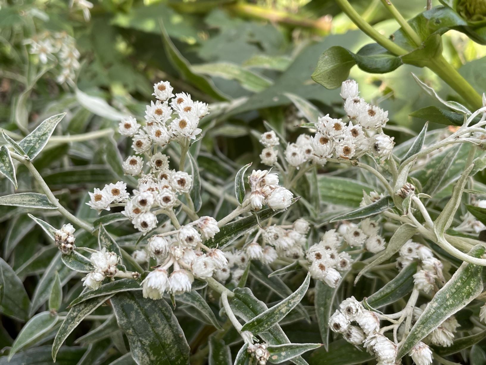 Anaphalis margaritacea var. yedoensis - Prachtrozenkransje, Siberische ...