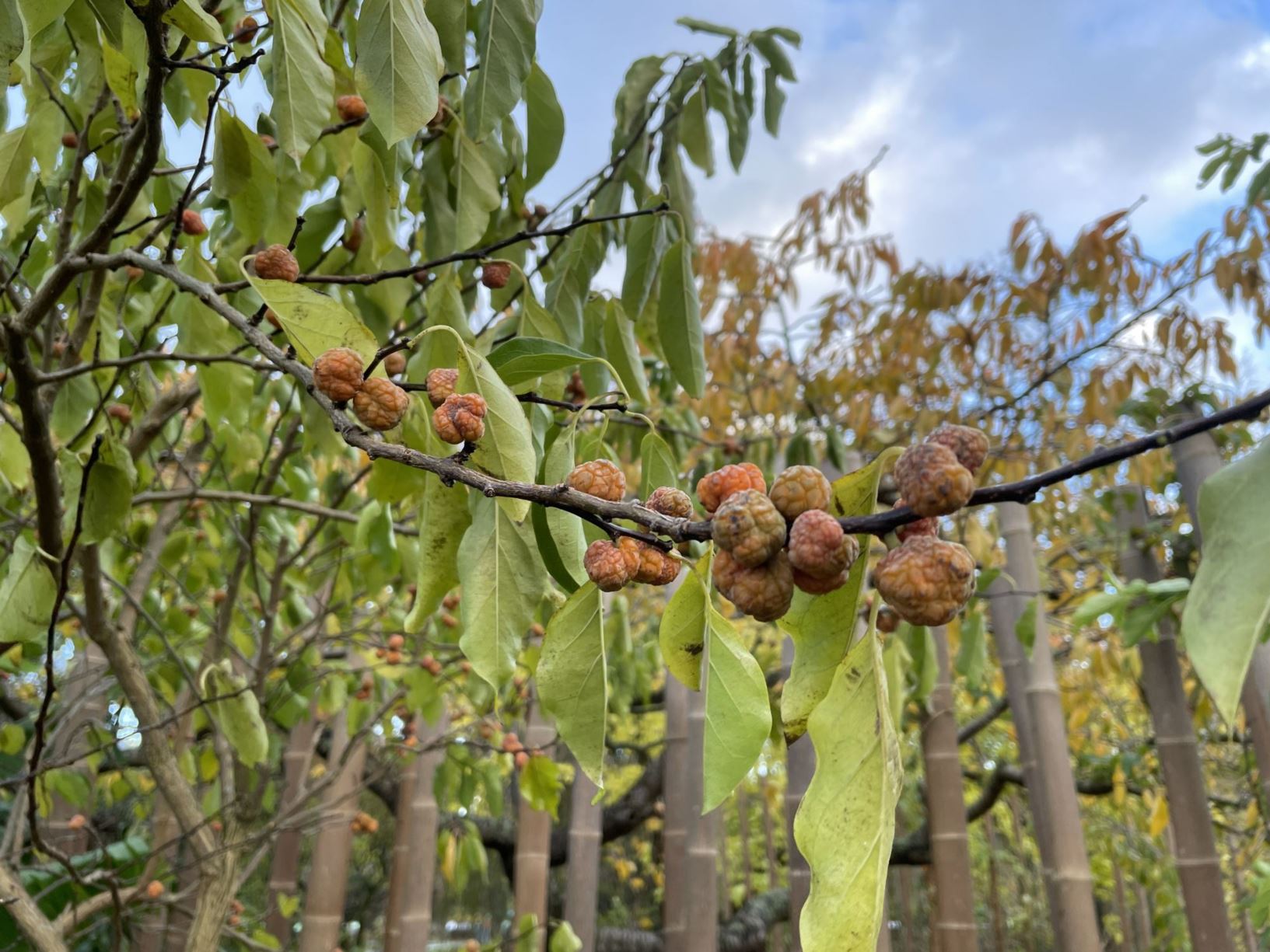 Maclura tricuspidata - Chinese Moerbei, Cudrang, kujibbong ...