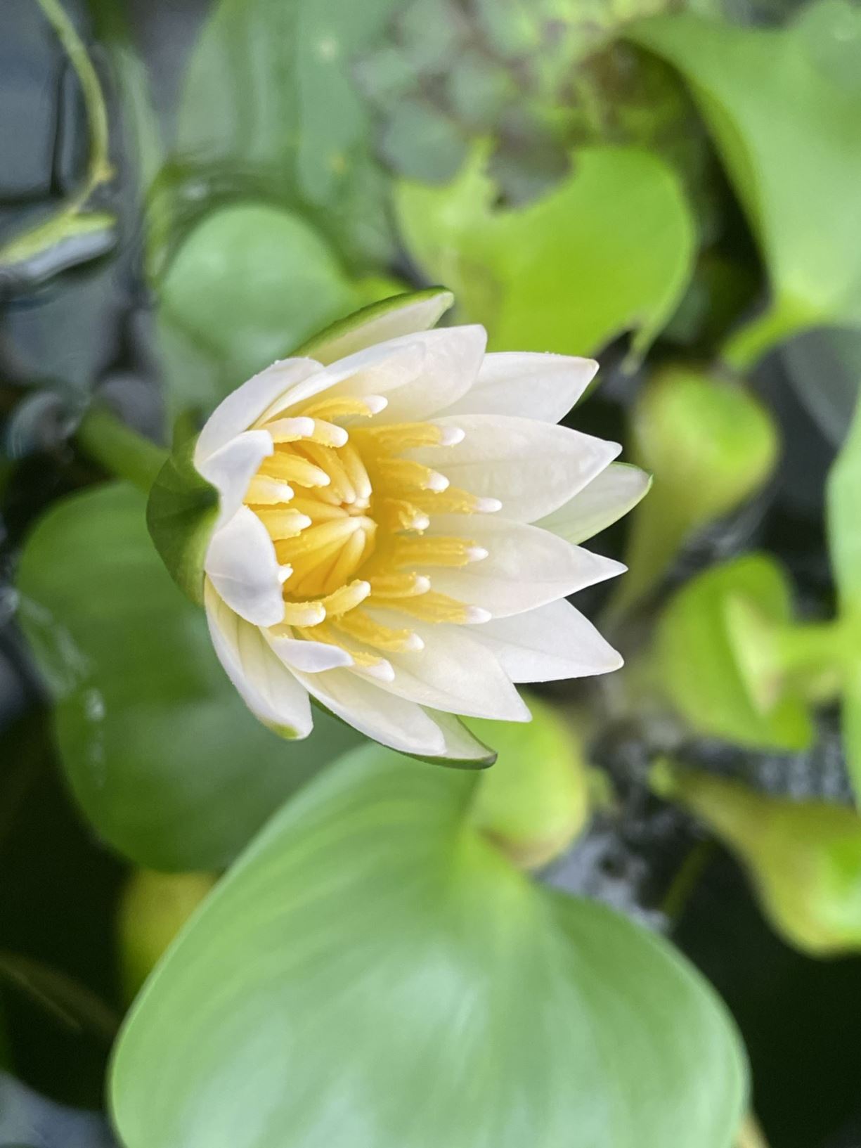 Nymphaea spec. - Waterlelie, Water lily | Hortus Botanicus Leiden ...