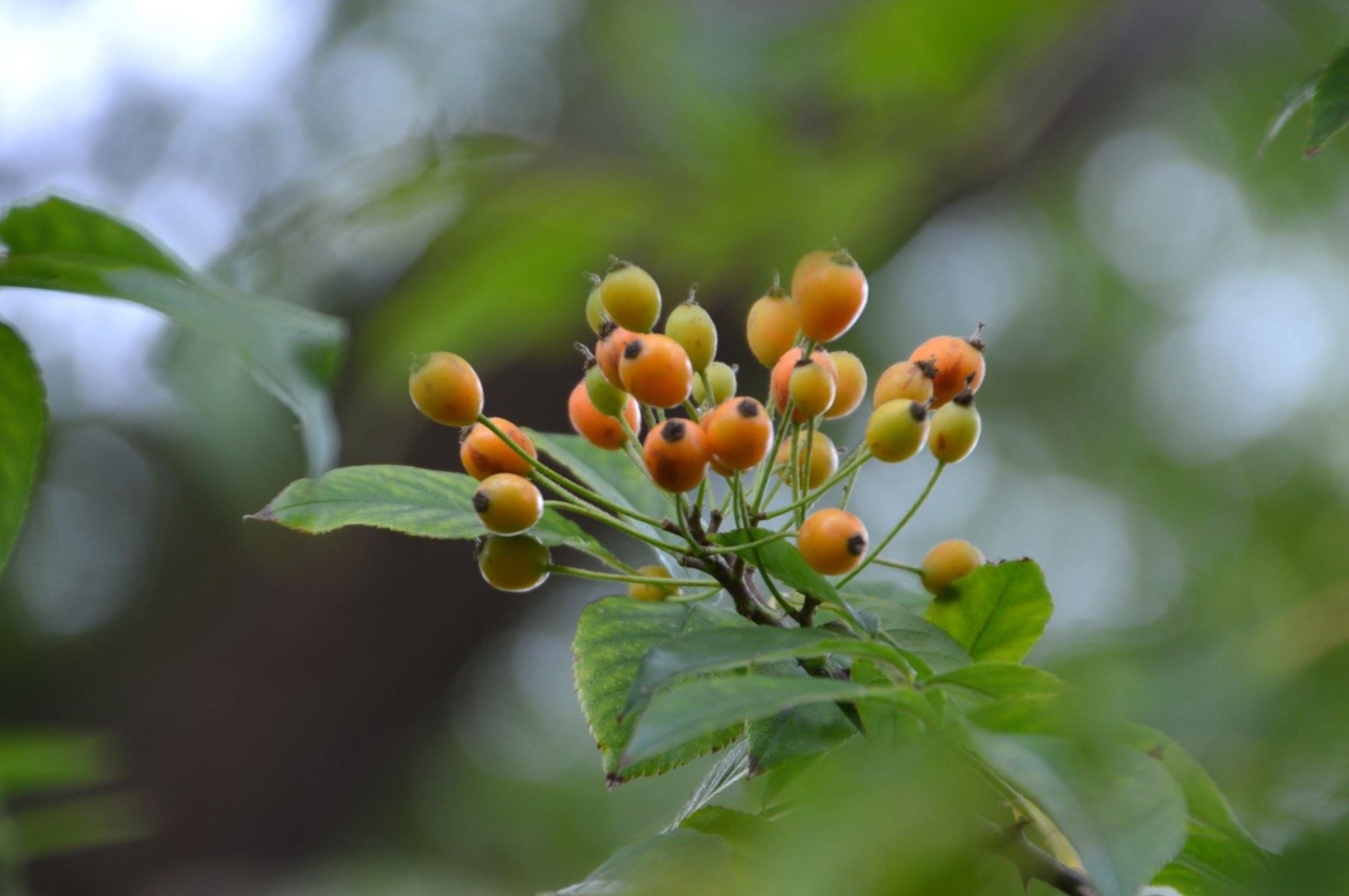 Rosa rubus - Blackberry Rose, 悬钩子蔷薇 xuan gou zi qiang wei | Hortus ...