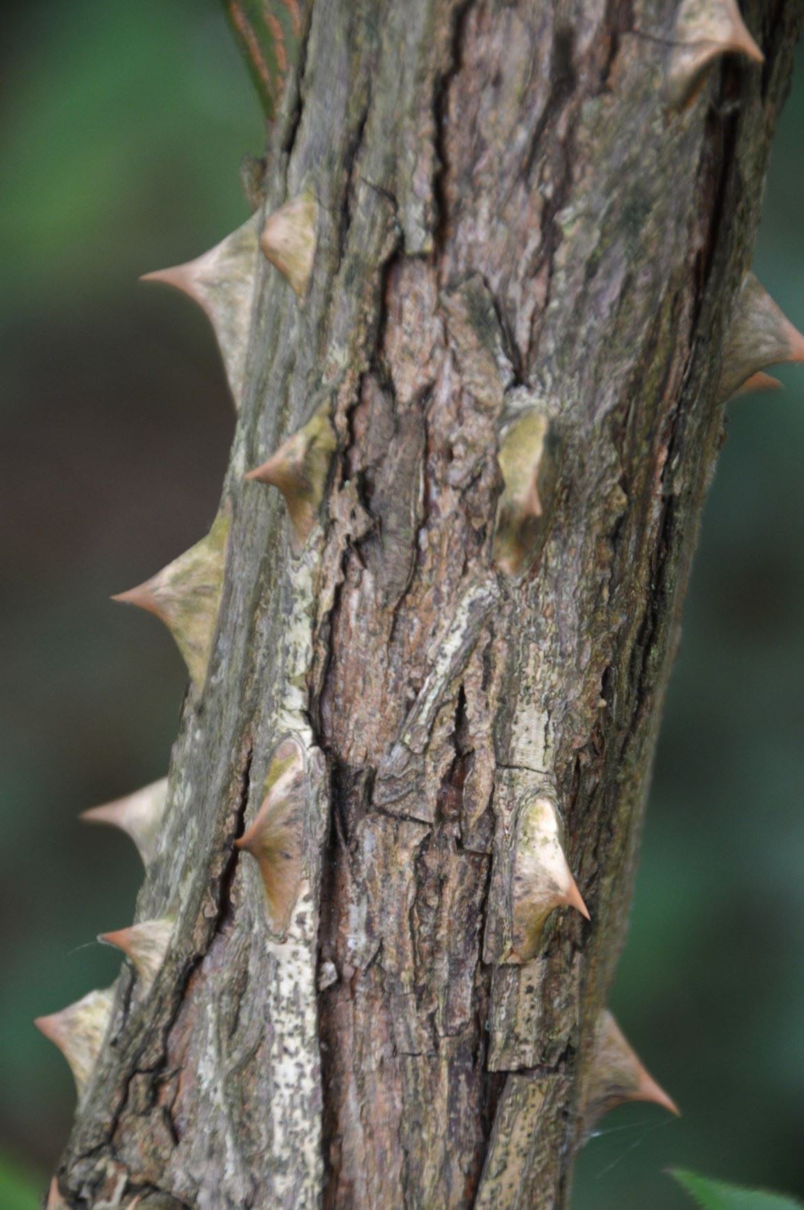 Rosa rubus - Blackberry Rose, 悬钩子蔷薇 xuan gou zi qiang wei | Hortus ...