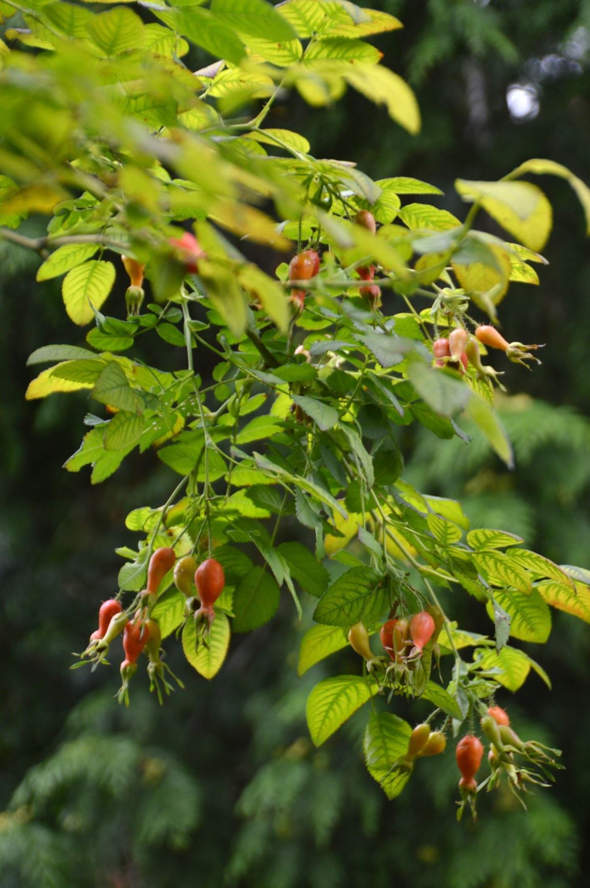 Rosa setipoda - 刺梗蔷薇 ci geng qiang wei | Hortus Botanicus Leiden ...