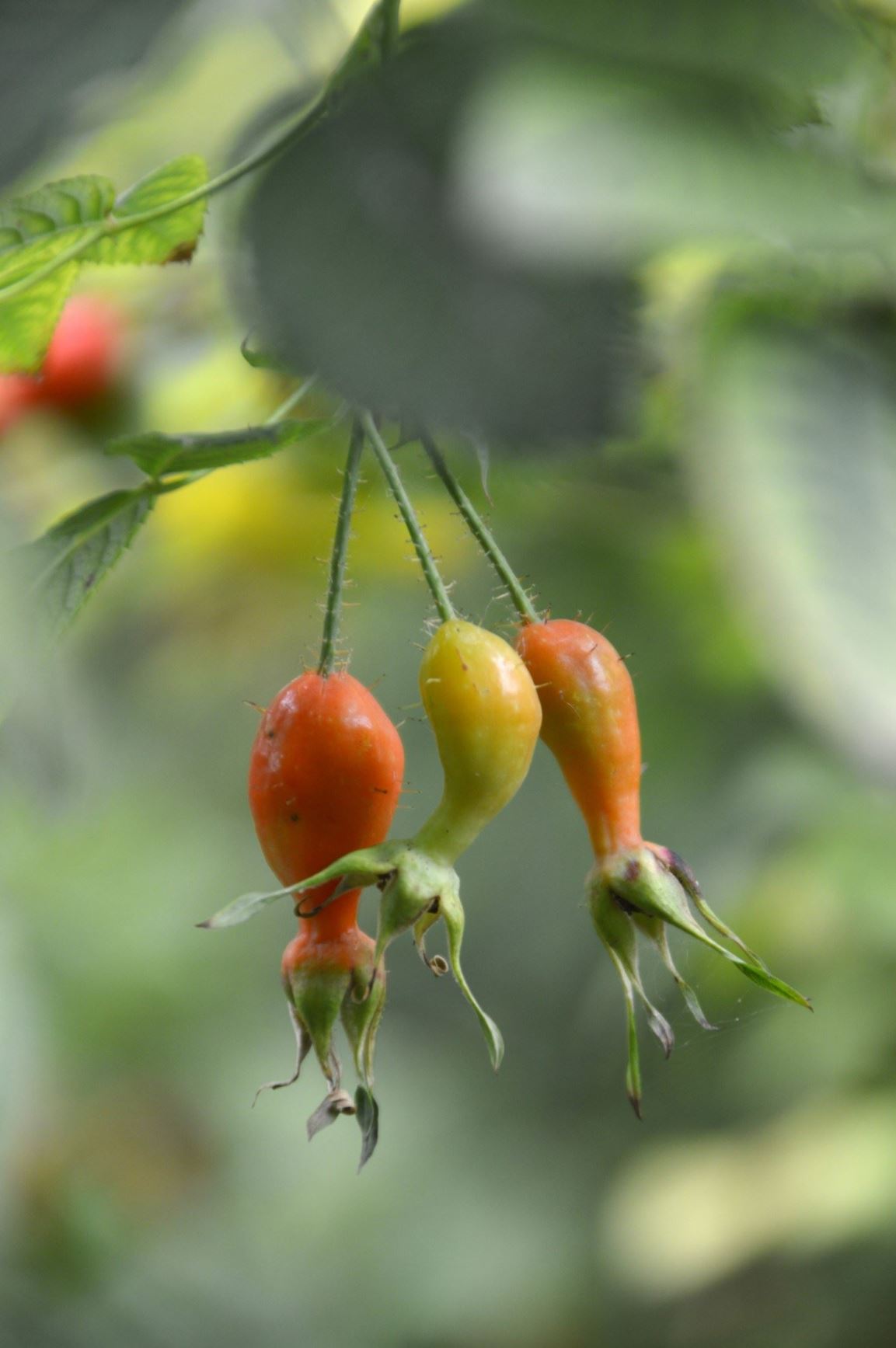 Rosa setipoda - 刺梗蔷薇 ci geng qiang wei | Hortus Botanicus Leiden ...