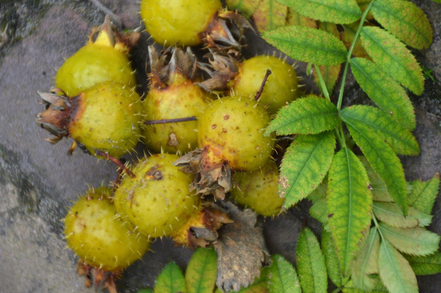 Rosa roxburghii - Burr Rose, Chestnut Rose | Hortus Botanicus Leiden ...