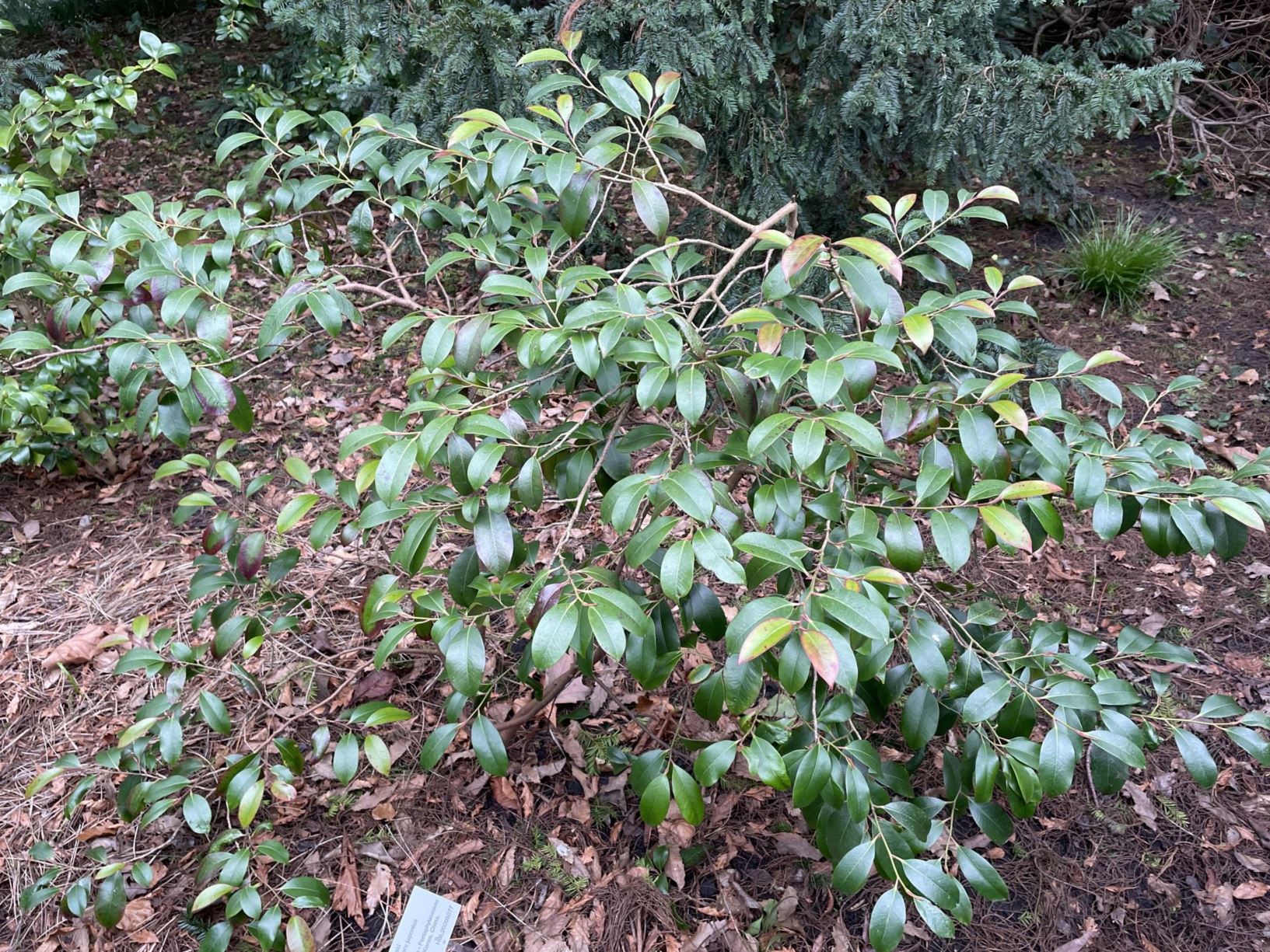 Cleyera japonica - Japanese cleyera, サカキ sakaki, 红淡比 hóng dàn bǐ ...