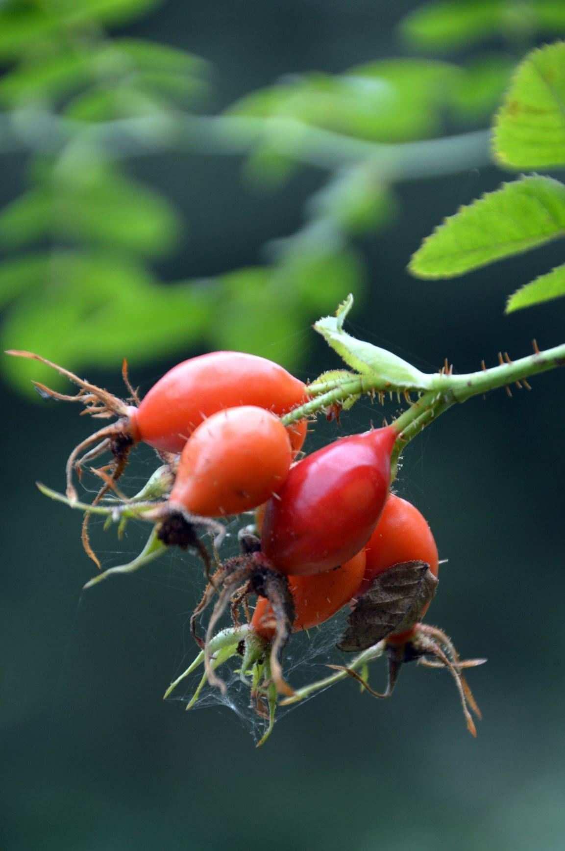Rosa sicula | Hortus Botanicus Leiden, Netherlands