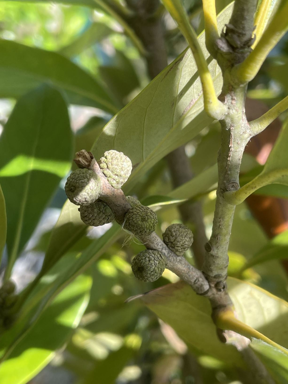 Quercus acuta - Japanse altijdgroene eik, Japanese evergreen oak, アカガシ ...