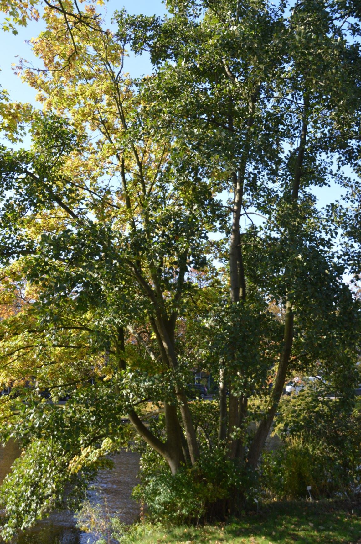 Alnus glutinosa - Zwarte els, Common alder | Hortus Botanicus Leiden ...