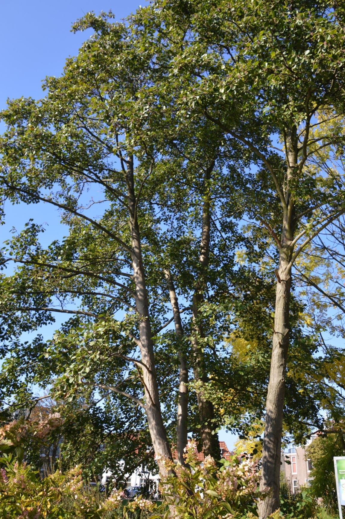 Alnus glutinosa - Zwarte els, Common alder | Hortus Botanicus Leiden ...
