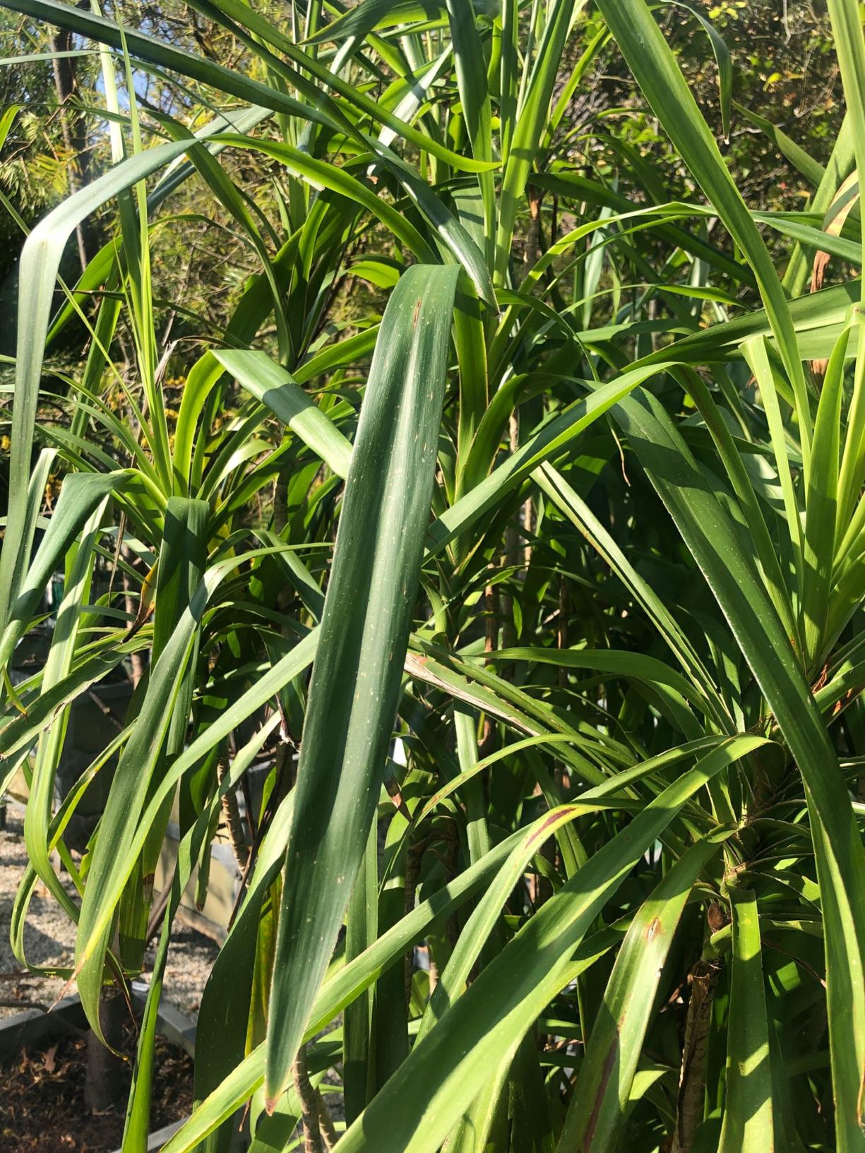 Cordyline stricta - Slender Palm Lily, Narrow-leaved Palm Lily | Hortus ...