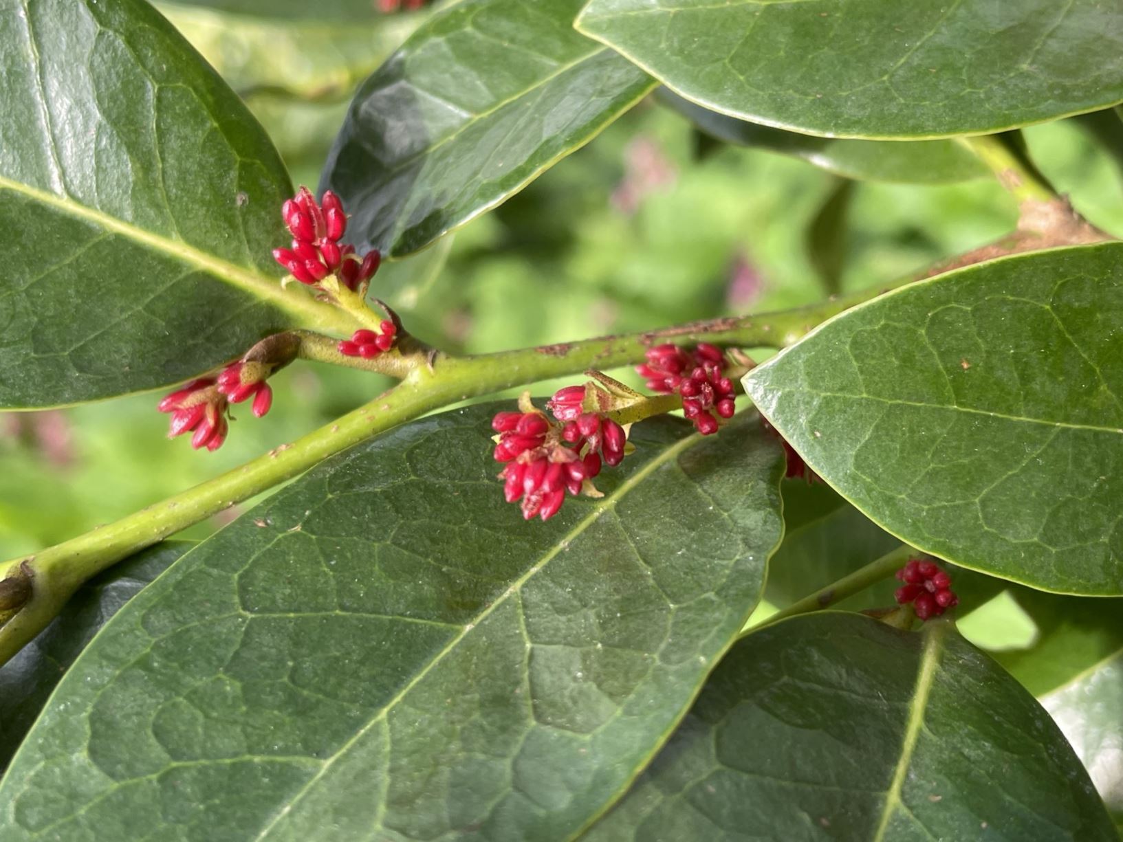 Distylium racemosum - Winter toverhazelaar, Isu tree, Isunoki, Yusuki ...