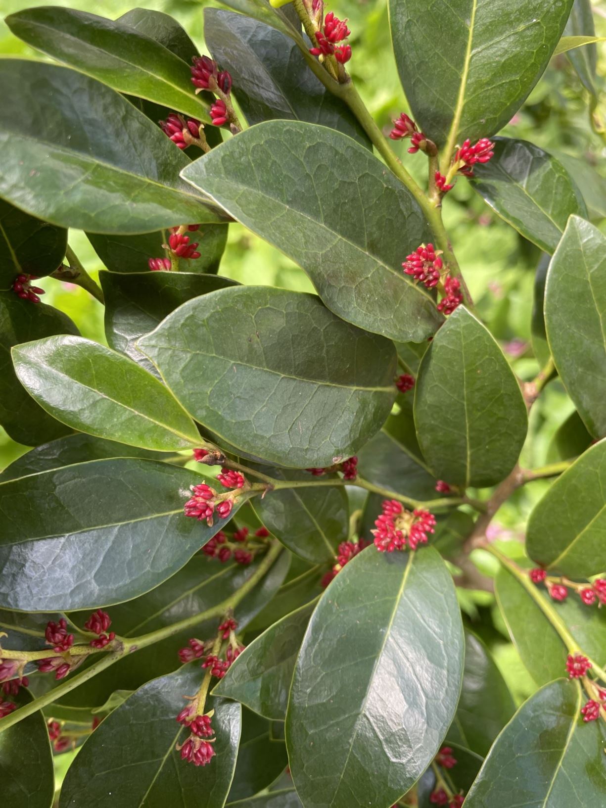 Distylium racemosum - Winter toverhazelaar, Isu tree, Isunoki, Yusuki ...