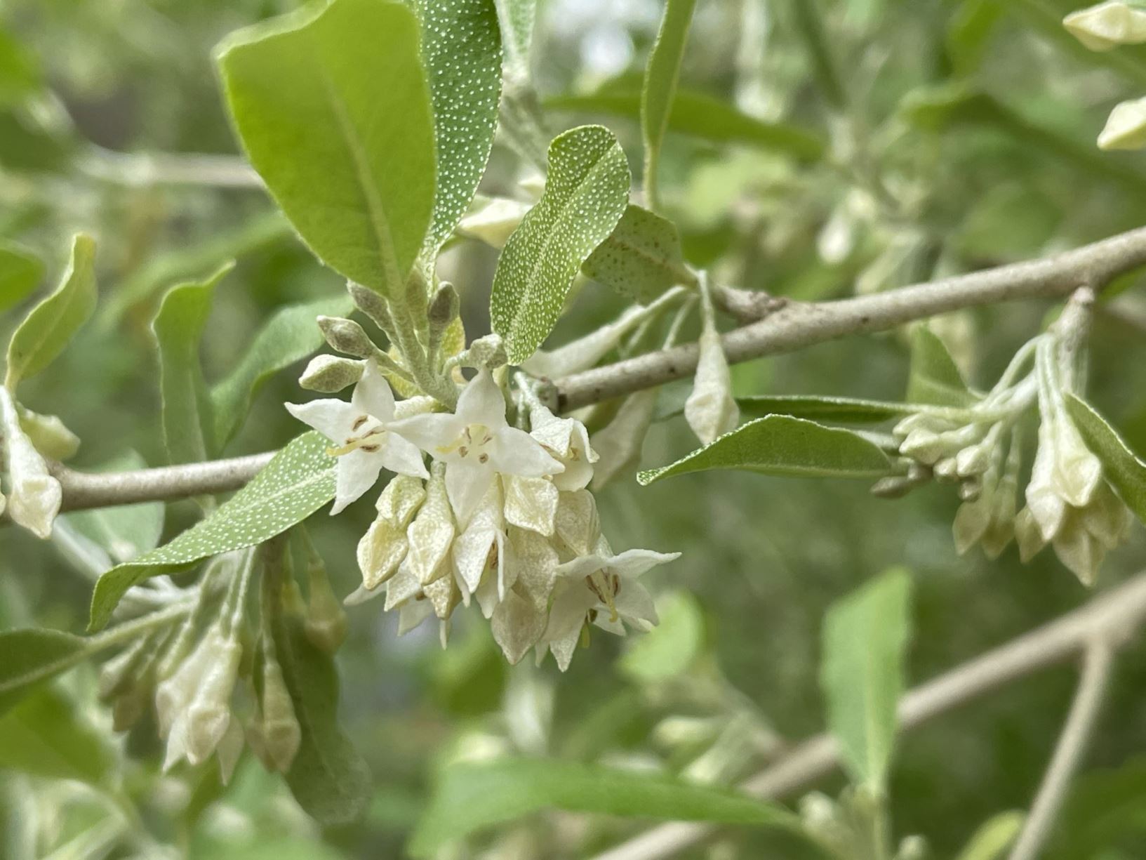 Elaeagnus angustifolia - Smalle olijfwilg, Oleaster, arbre du paradis ...