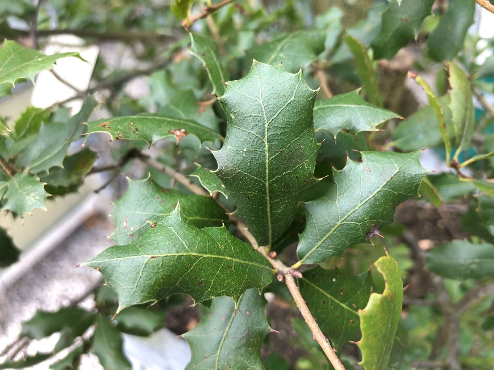 Quercus trojana - Trojaanse eik, Macedonian oak, quercia troiana, Roble ...